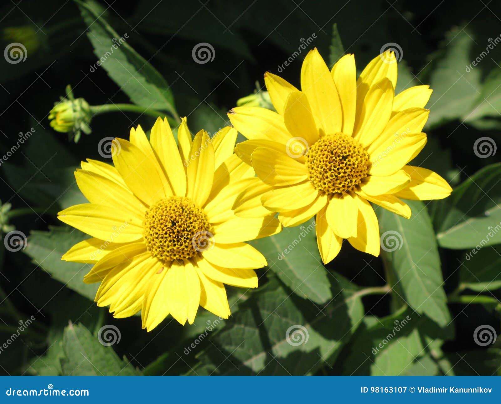 Yellow daisy stock image. Image of yellow, beautiful - 98163107