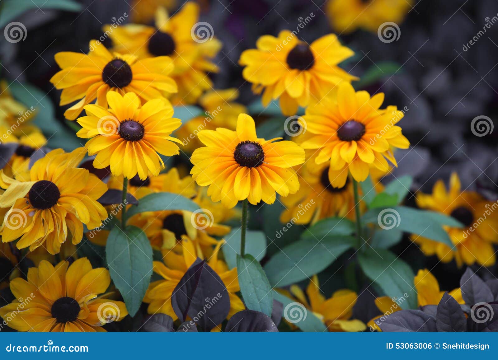 Yellow daisy flowers stock photo. Image of nature, green - 53063006