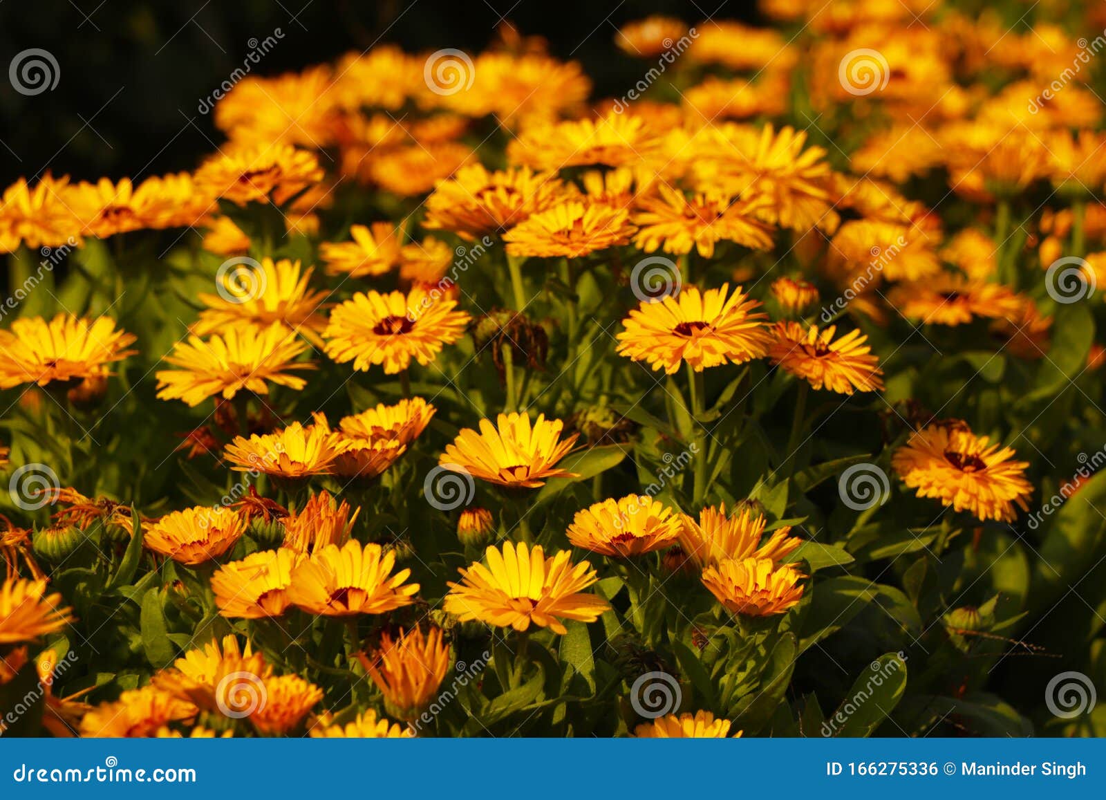 Yellow daisy flowers. stock photo. Image of beautiful - 166275336