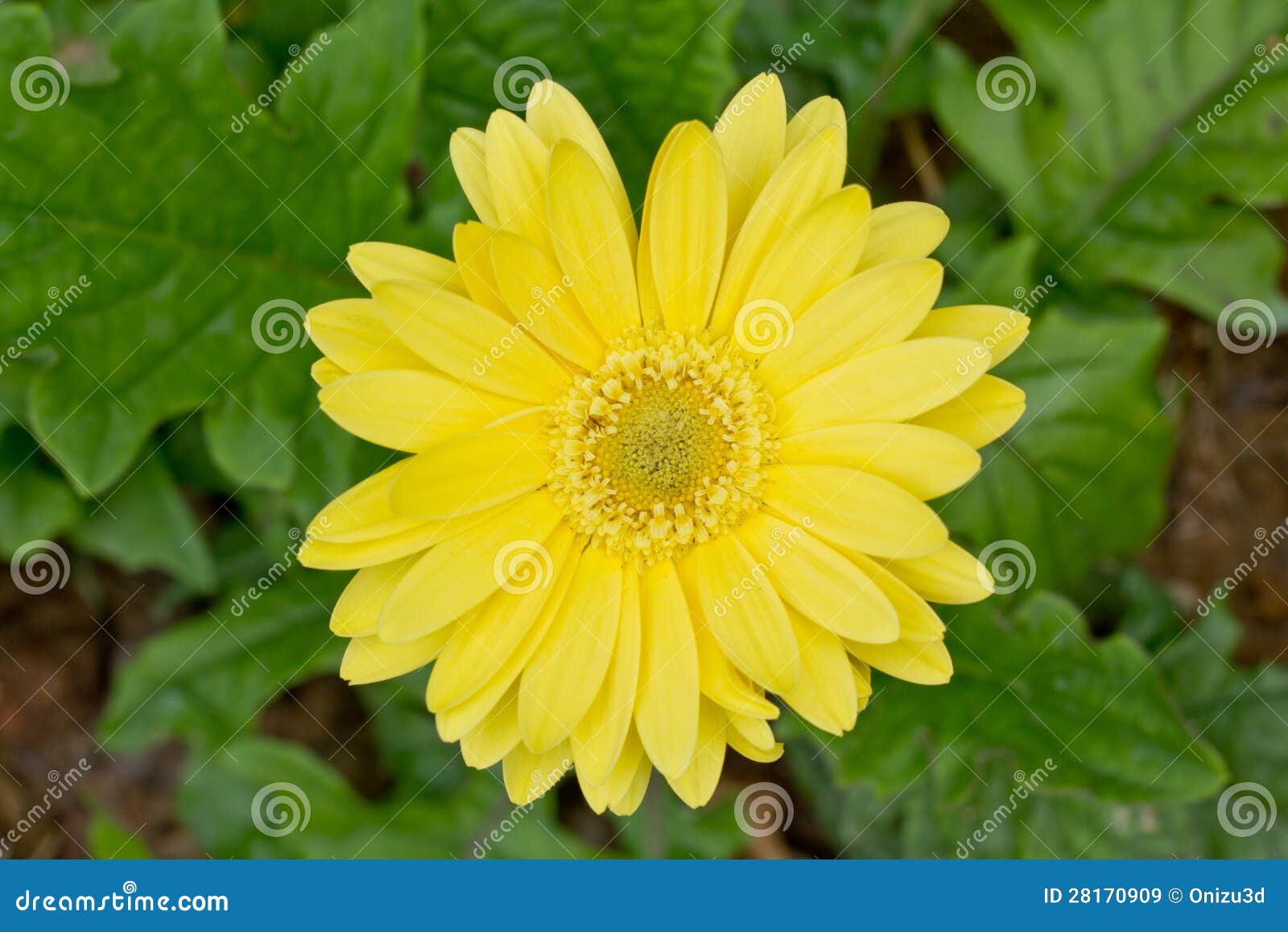 Yellow daisy in the garden stock image. Image of blossom - 28170909