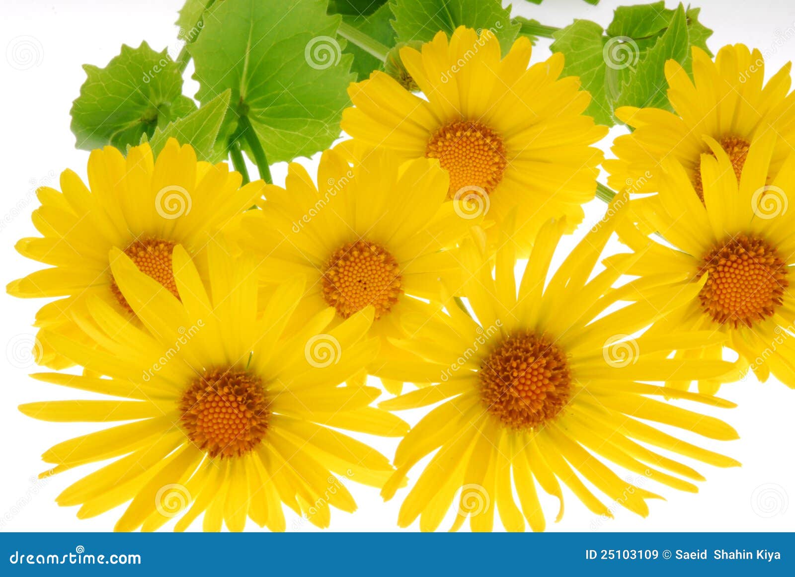 Yellow daisy gerber stock image. Image of details, close - 25103109