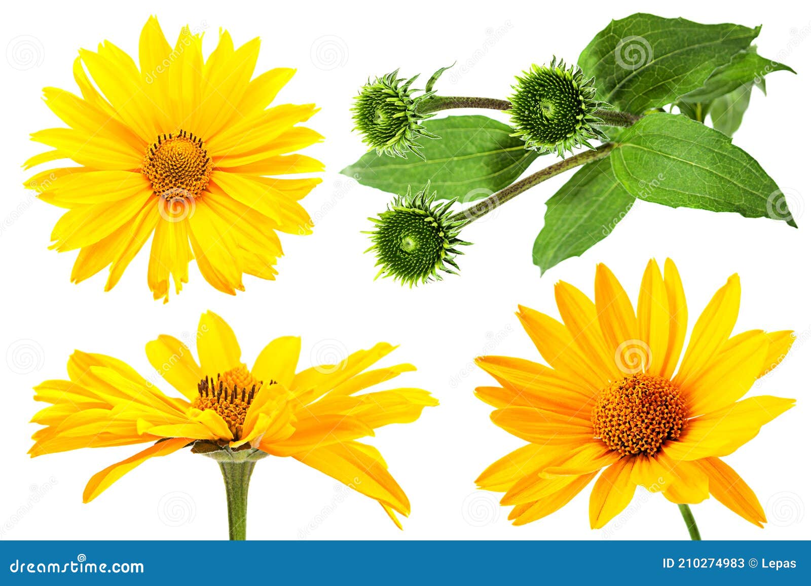Yellow Daisy Head Collection Stock Image - Image of nature, head: 210274983