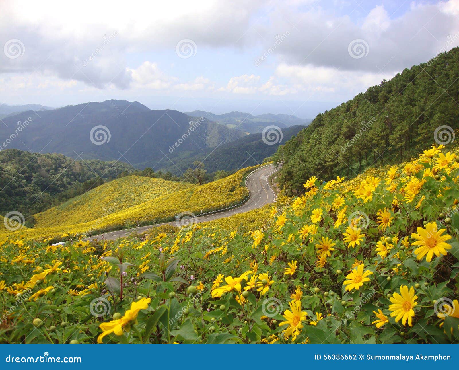 Yellow daisy in the hill stock photo. Image of spring - 56386662