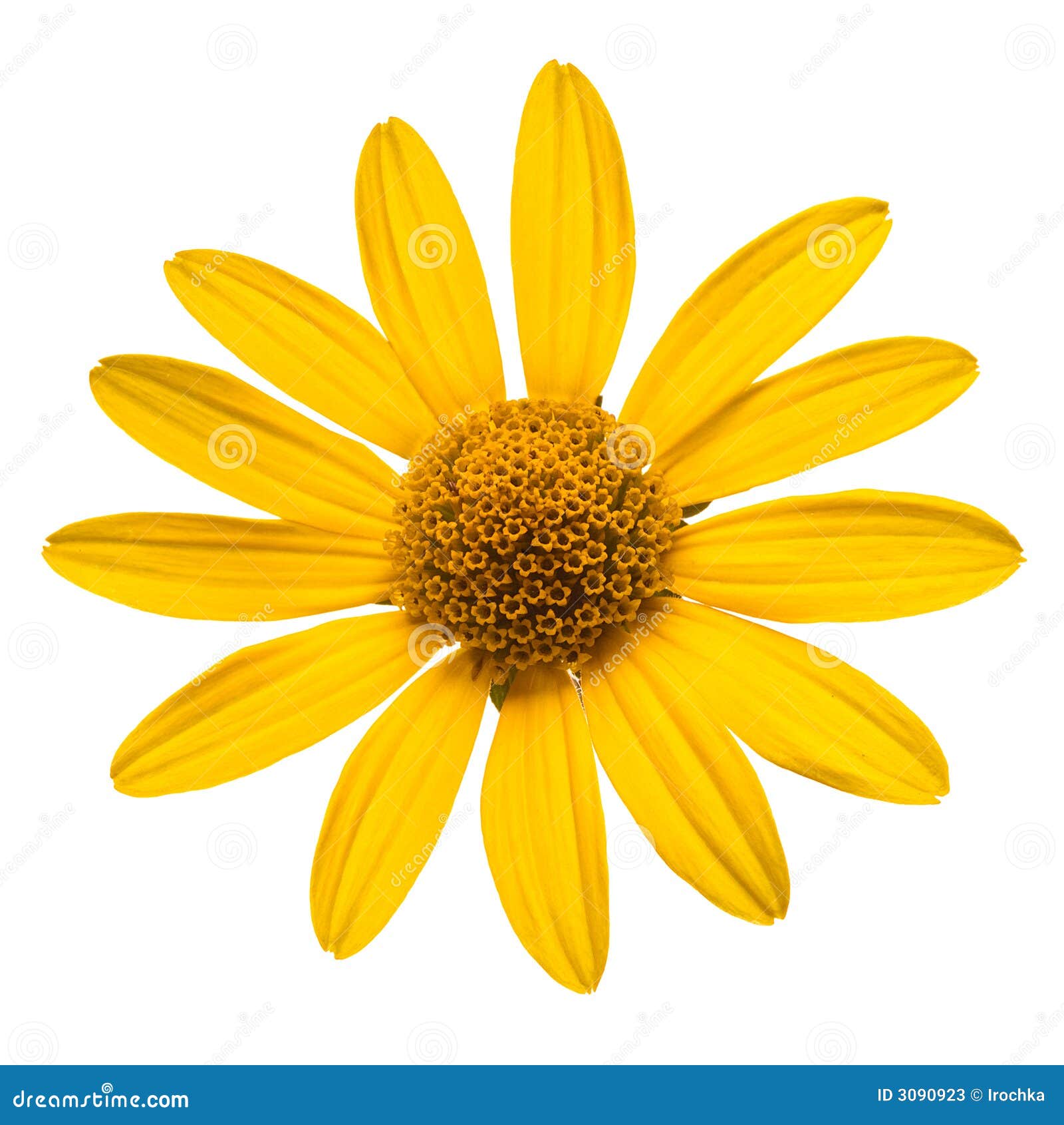 Single Yellow Daisy