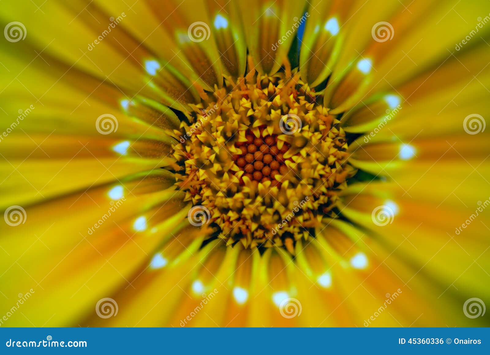 Yellow daisy macro stock photo. Image of decorative, close - 45360336