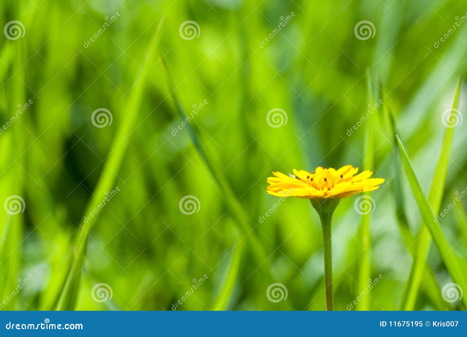 Yellow daisy side view stock image. Image of daisy, natural - 11675195