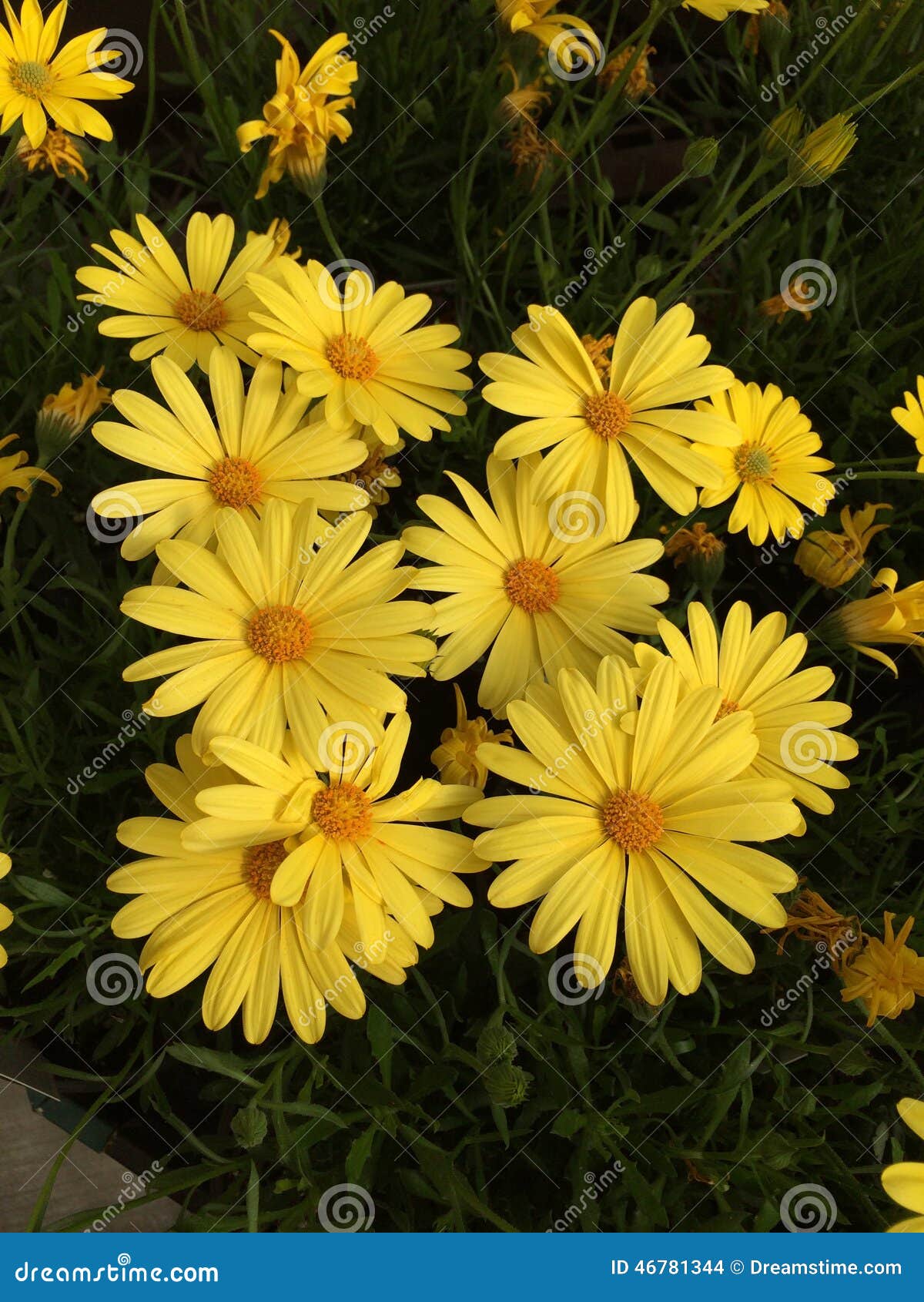 Yellow daisys stock photo. Image of yellow, rainbow, colors - 46781344