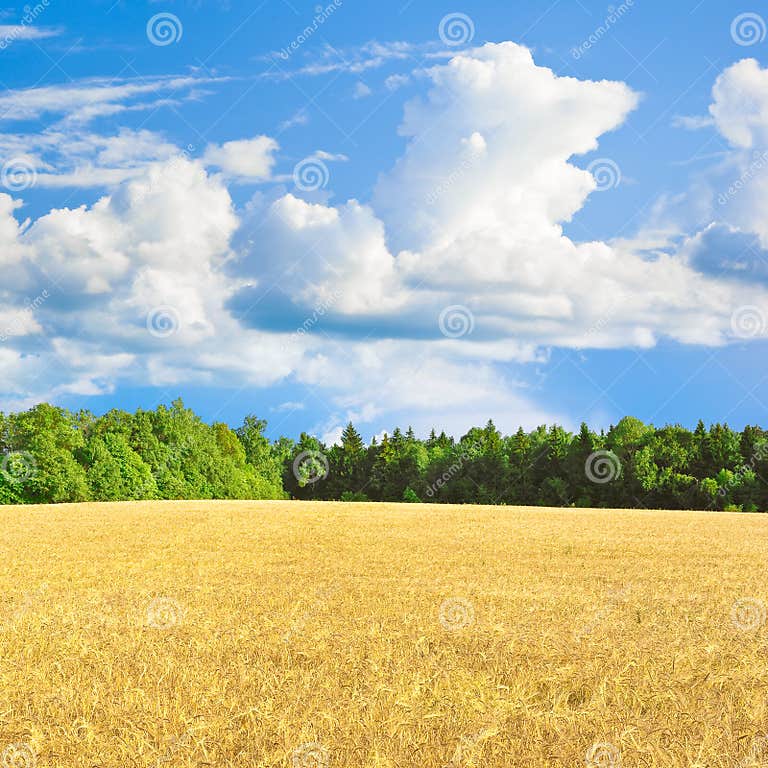 Yellow dale stock photo. Image of field, arable, harvest - 23720156