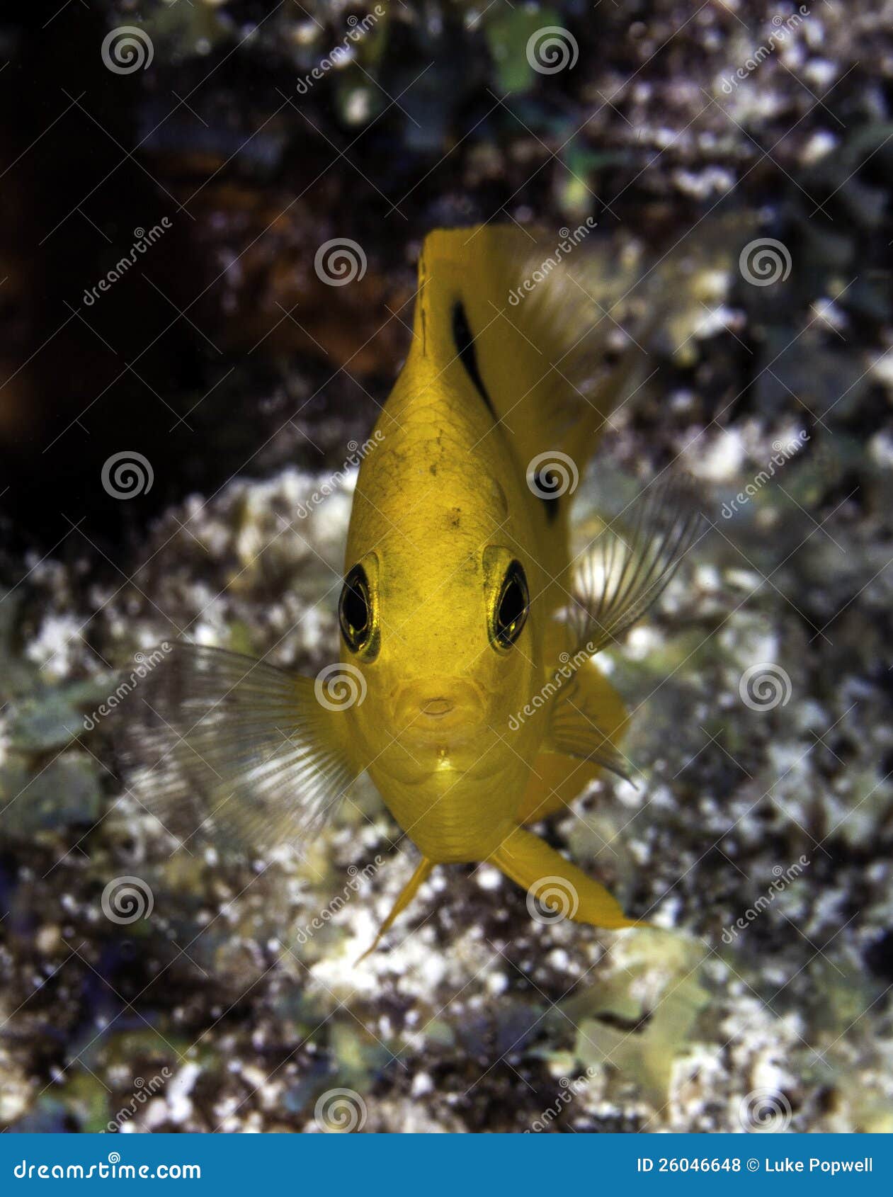 Yellow Damsel Fish Facing Camera on Coral Reef Stock Photo - Image of ...