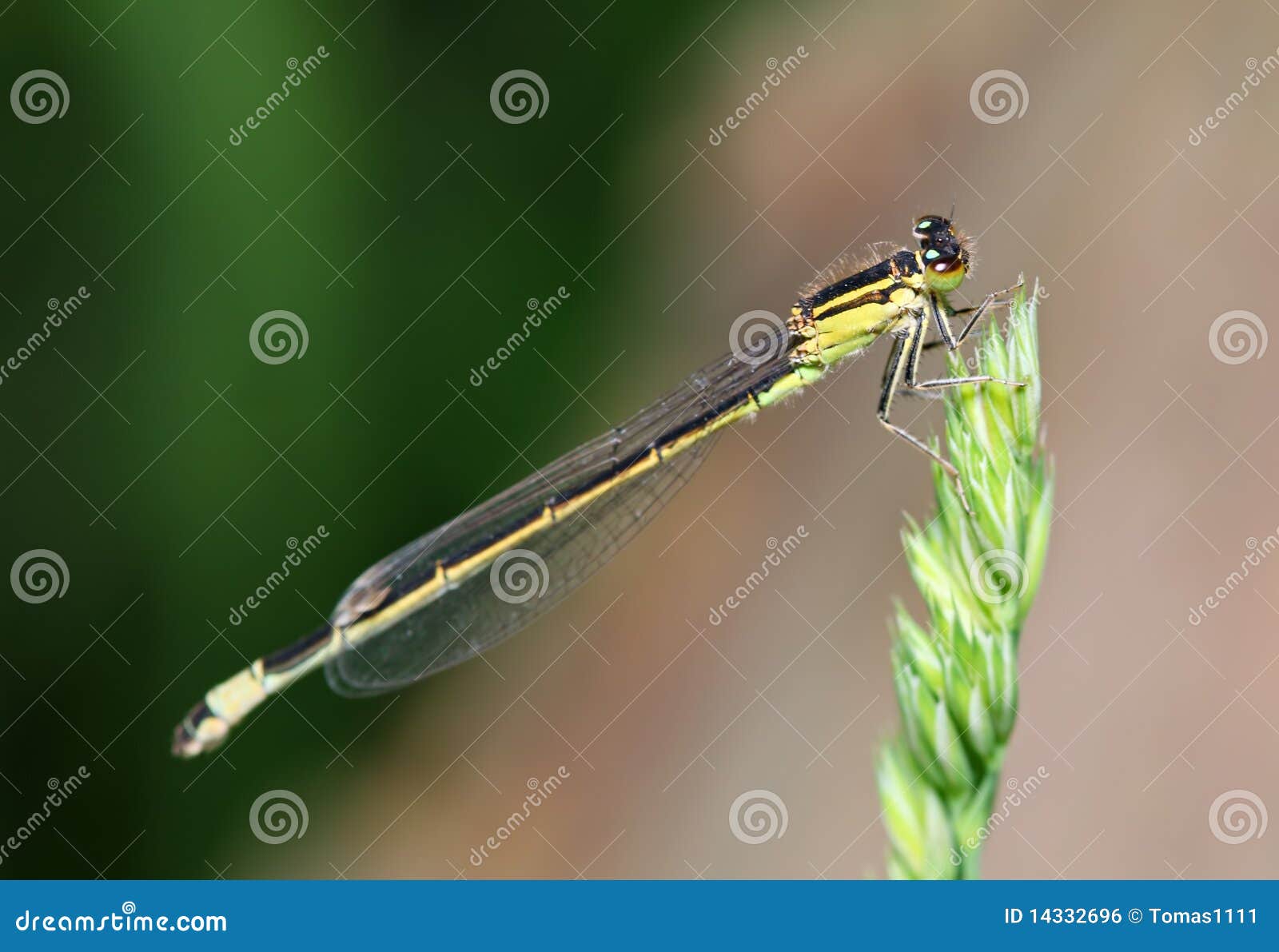 Yellow damselfly stock photo. Image of dragon, background - 14332696