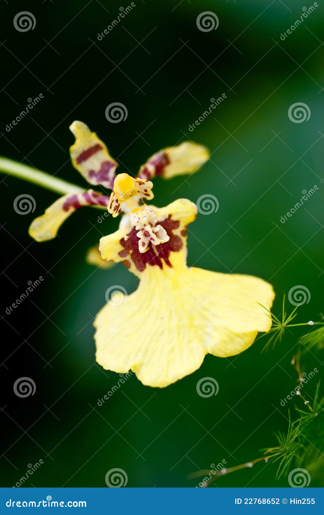 Yellow Dancing Orchids stock photo. Image of orchid, decoration - 22768652