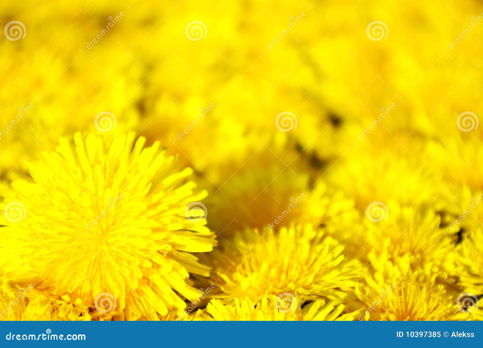 Yellow dandelion stock image. Image of flower, design - 10397385