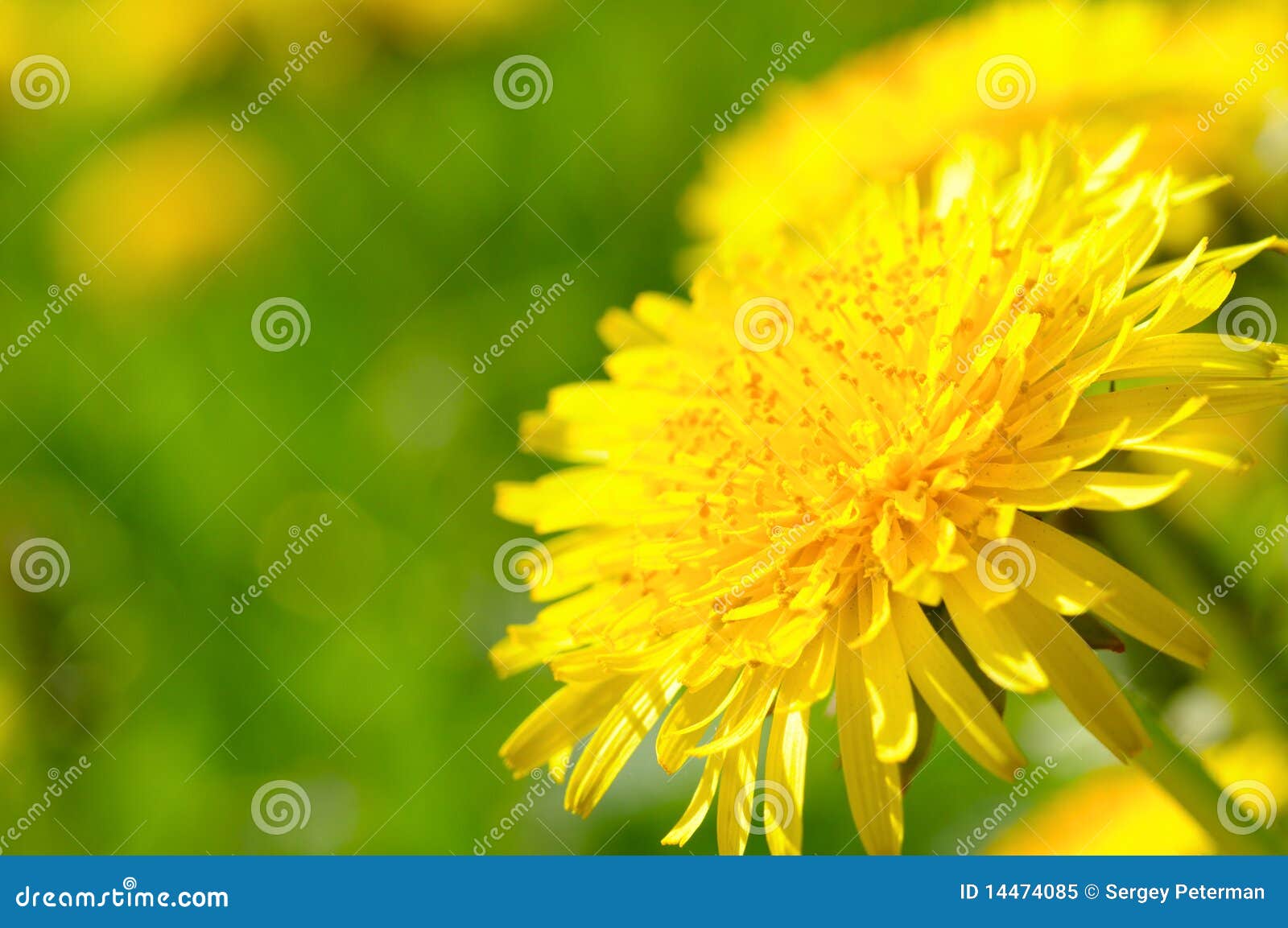 Yellow dandelion stock image. Image of bright, environment - 14474085