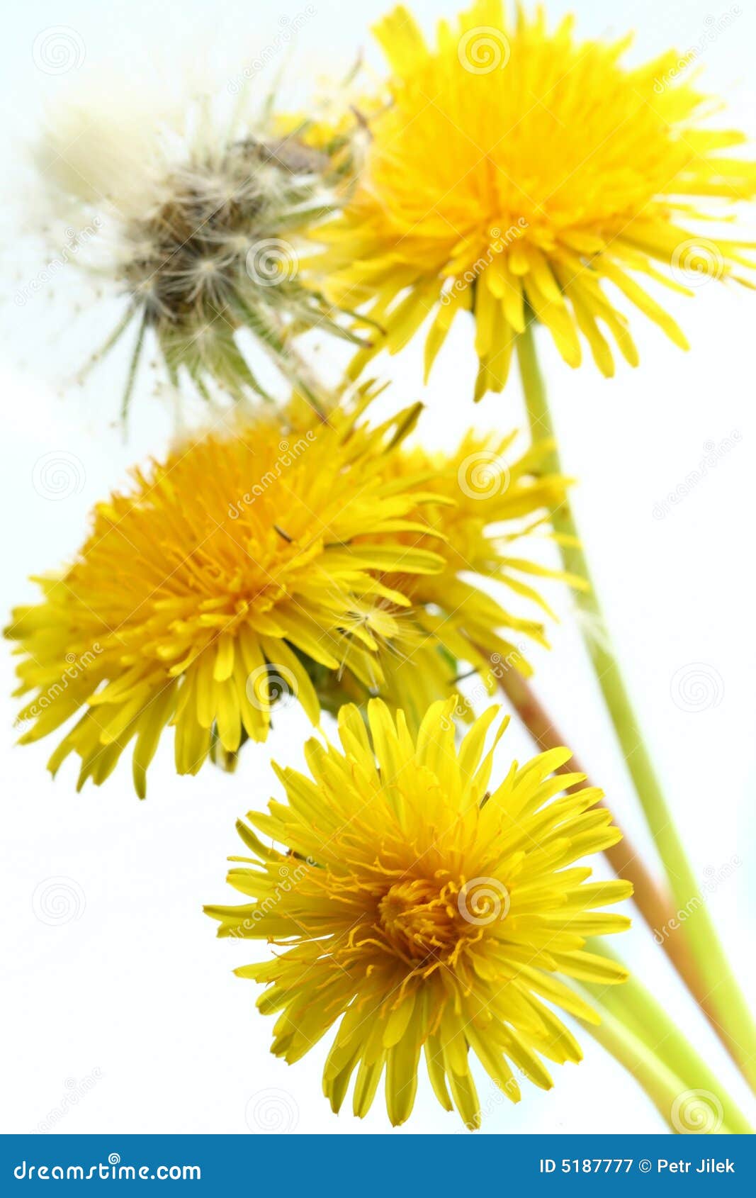 Yellow dandelion stock image. Image of offspring, plant - 5187777