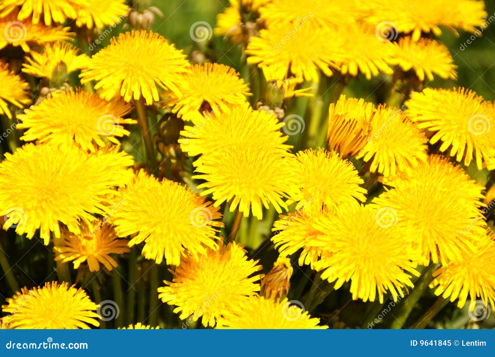 Yellow dandelion stock image. Image of glade, nature, white - 9641845