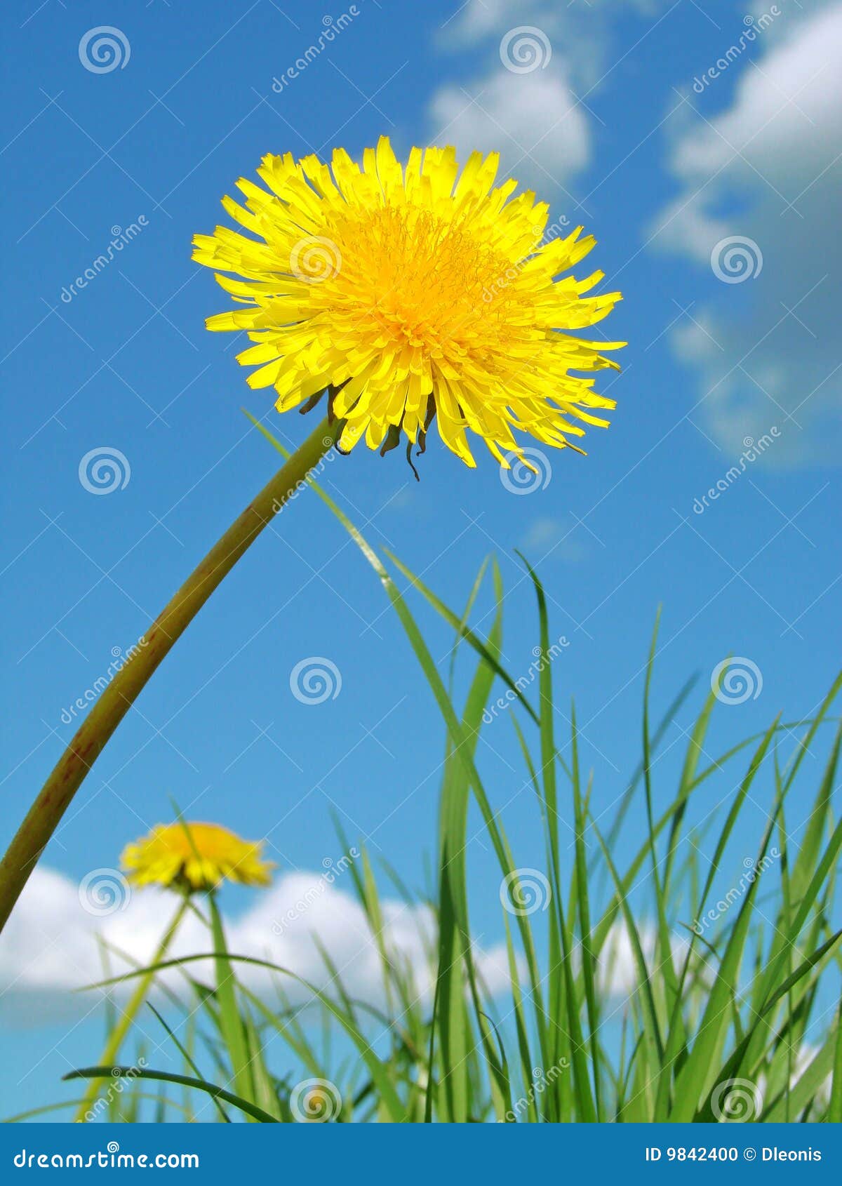 Yellow dandelion stock photo. Image of plain, bright, beautiful - 9842400