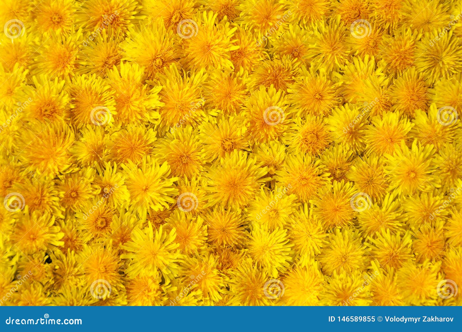 Yellow Dandelion Background. Bright Spring Wallpaper. Dandelion Heads ...