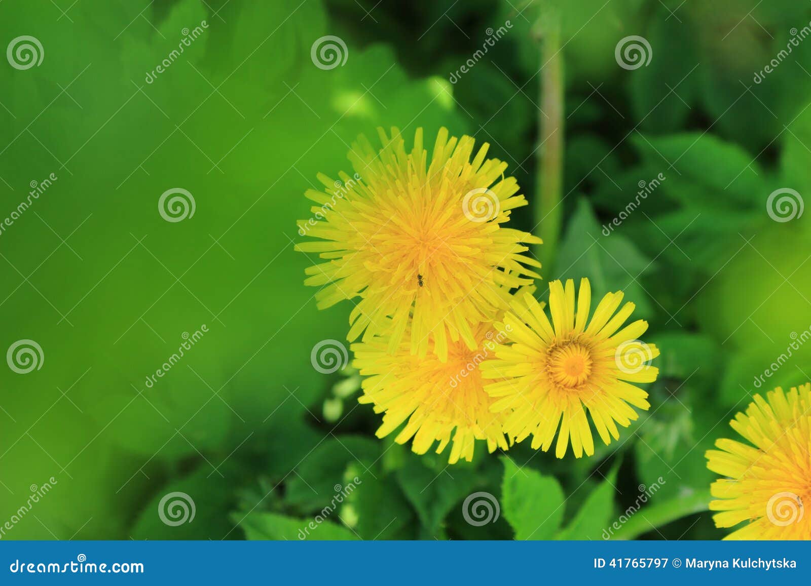 Yellow dandelion stock image. Image of country, field - 41765797