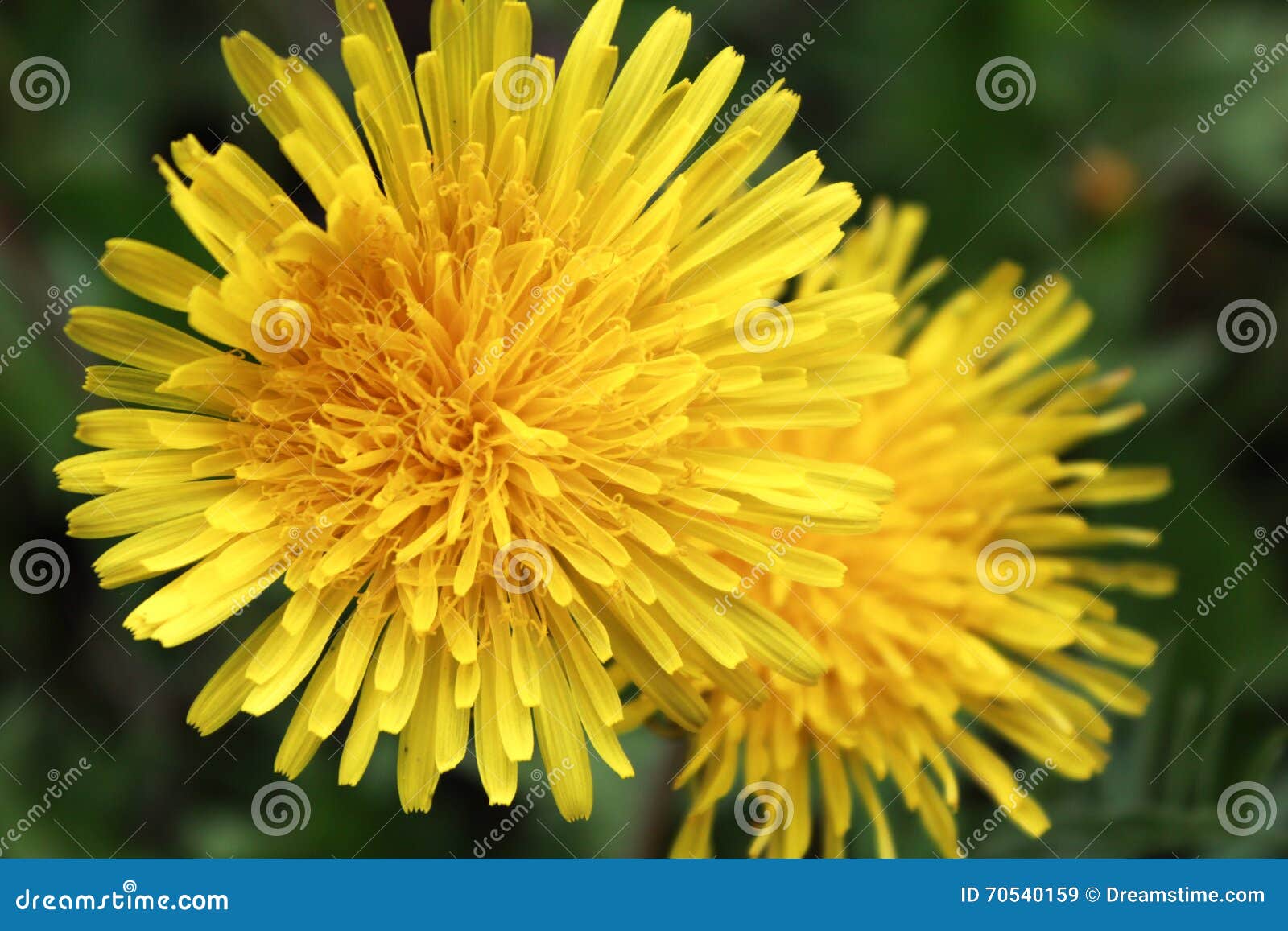Yellow Dandelion close up stock image. Image of color - 70540159