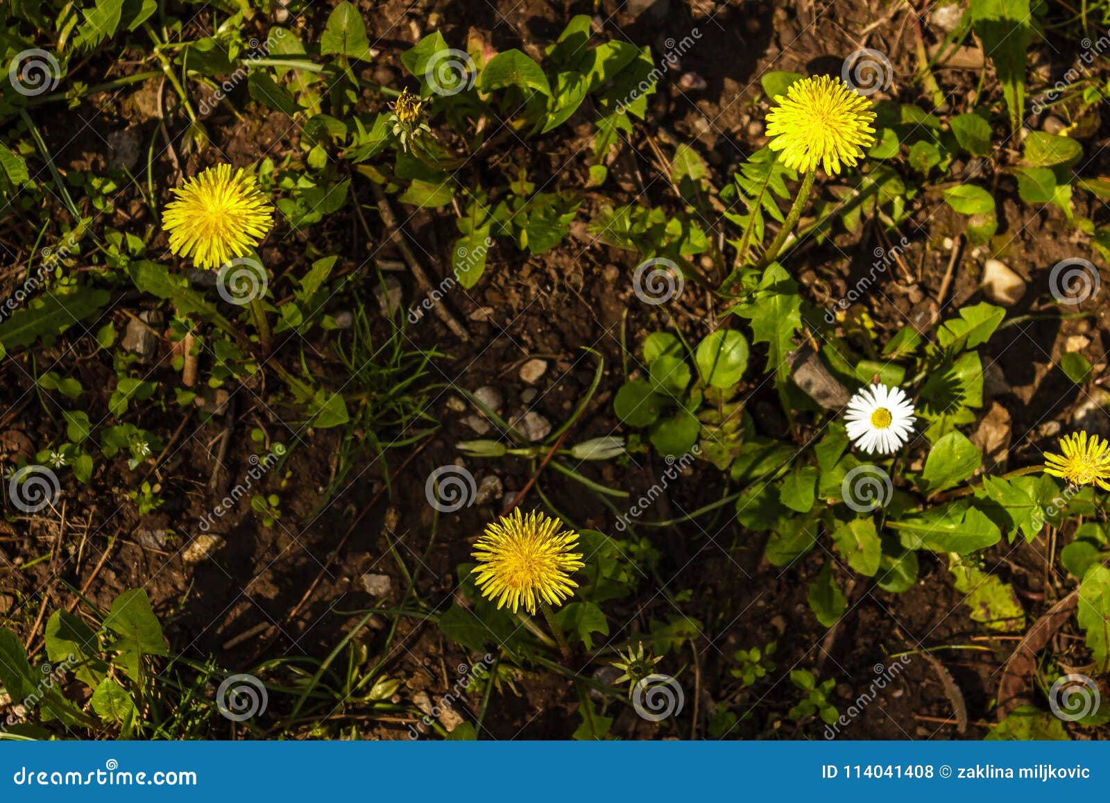 Yellow Dandelion and Daisy in Spring Stock Photo - Image of freshness ...