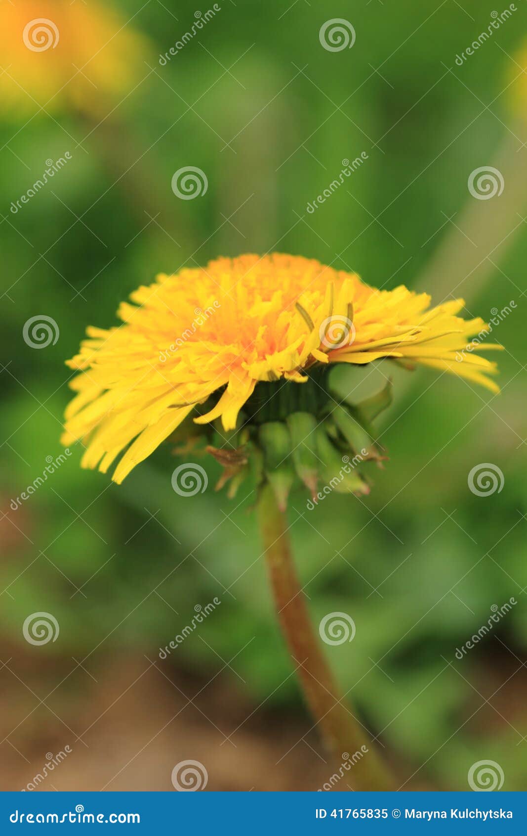 Yellow dandelion stock image. Image of summer, natural - 41765835