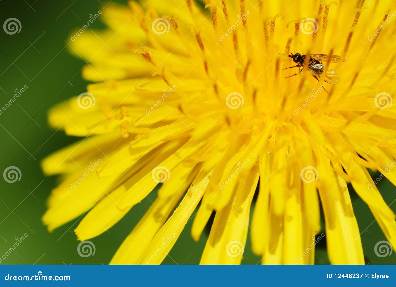 Yellow Dandelion Flower and Bug Stock Image - Image of floral, element ...