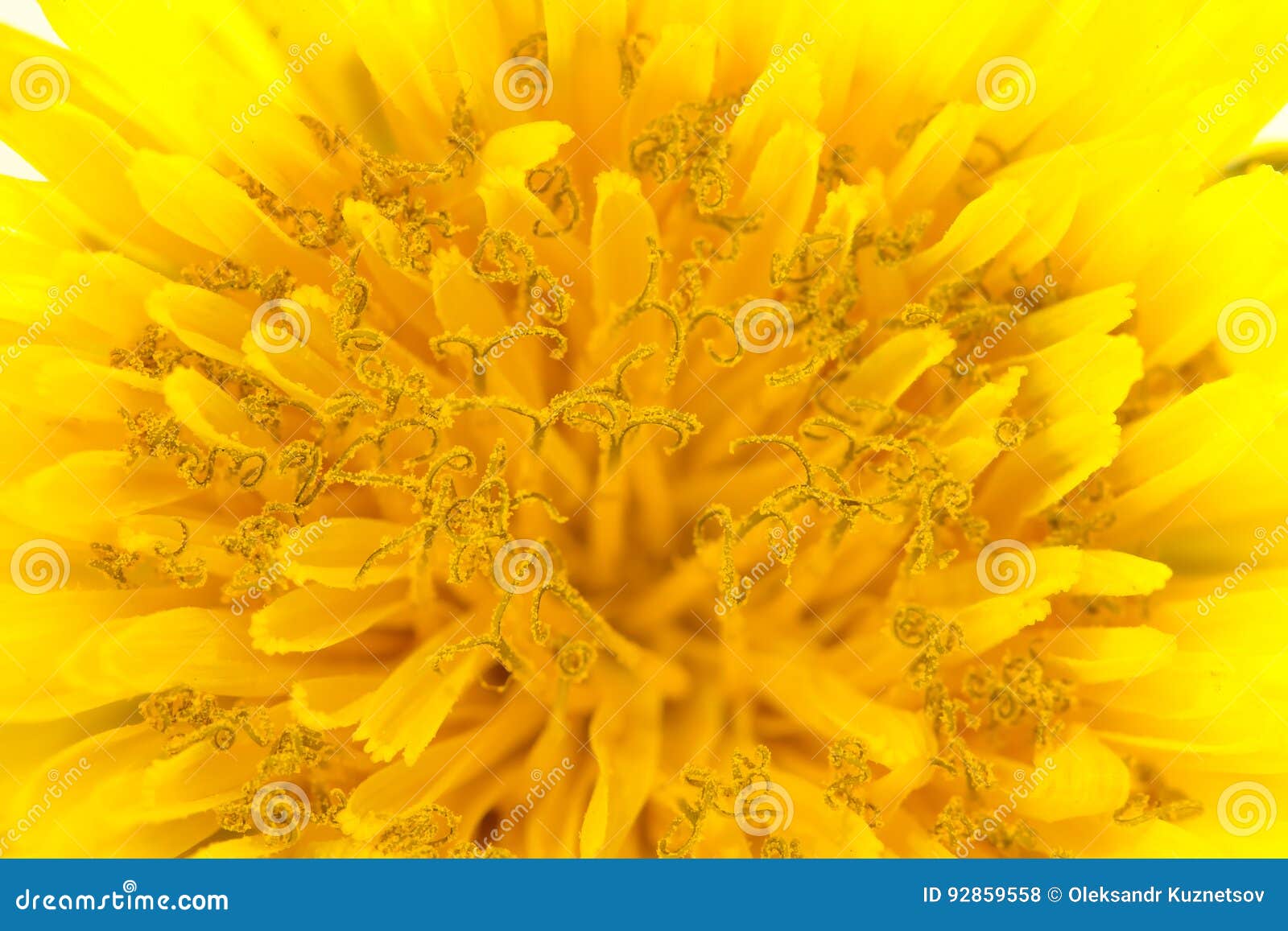 Yellow Dandelion Flower Close-up with Pollen on it Stock Photo - Image ...