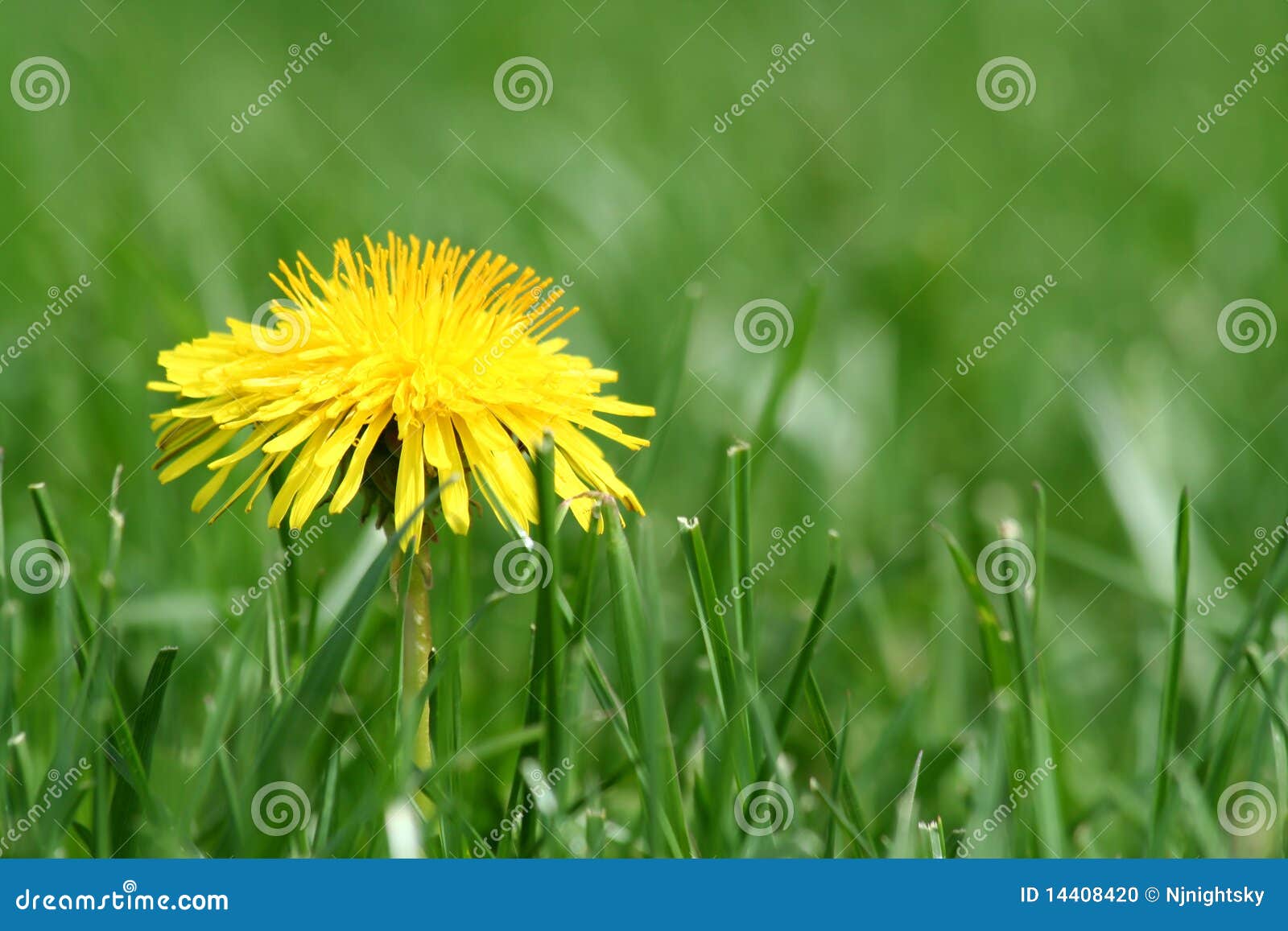 Yellow dandelion in grass stock photo. Image of blossom - 14408420