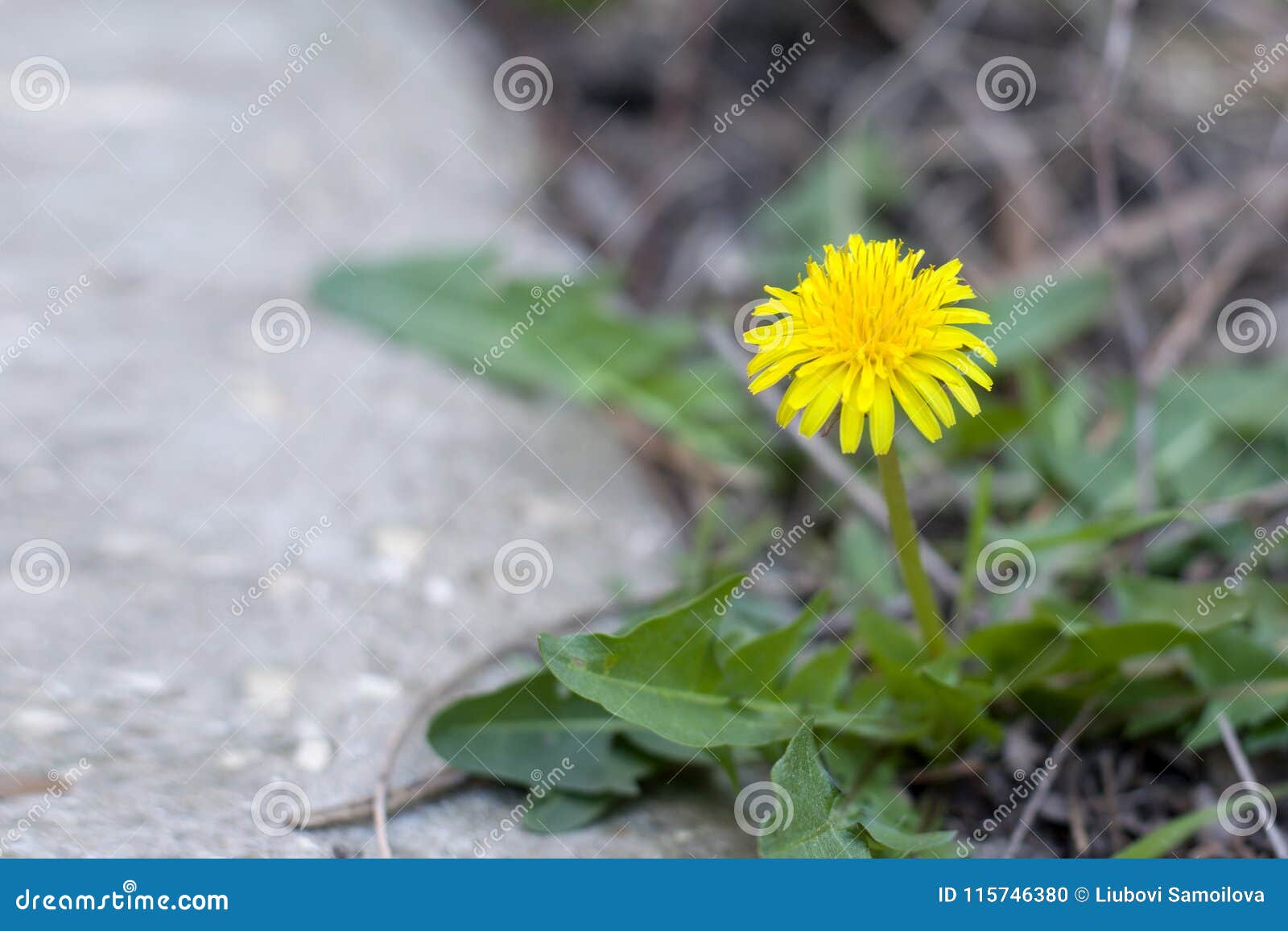 Yellow Dandelion on the Ground. Beautiful Yellow Dandelion Close-up in ...