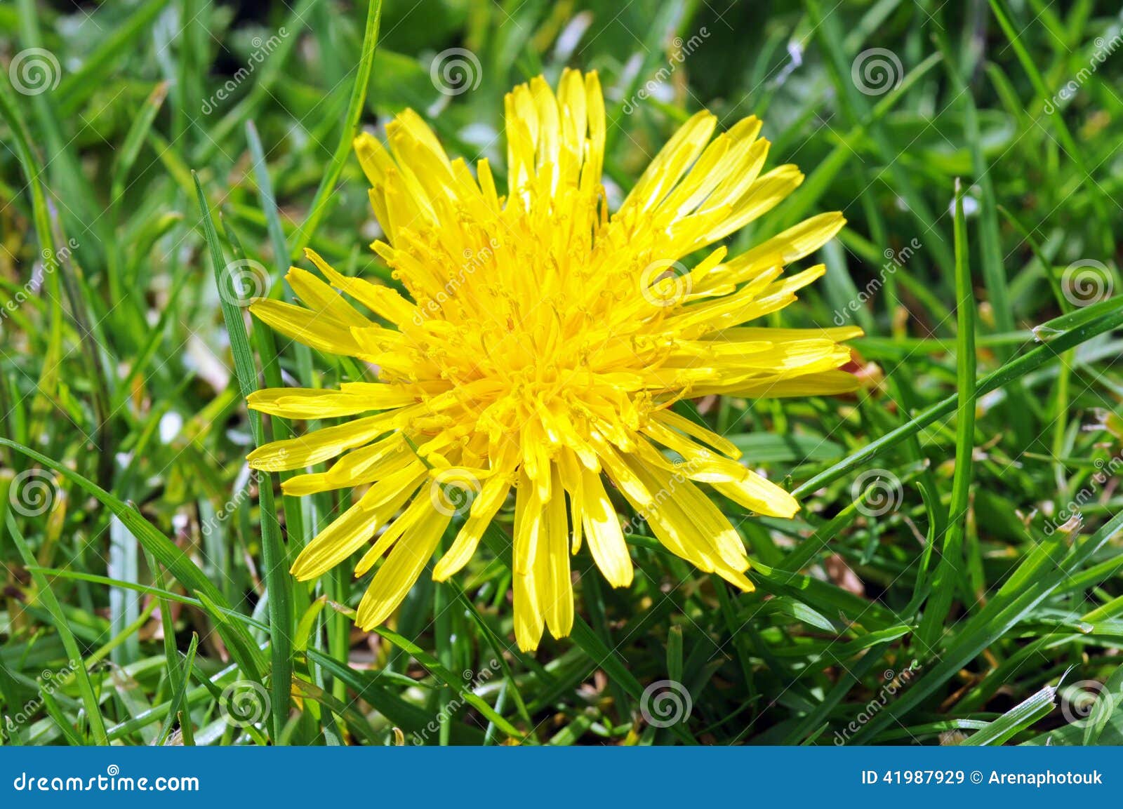Yellow dandelion. stock image. Image of grass, lawn, plant - 41987929