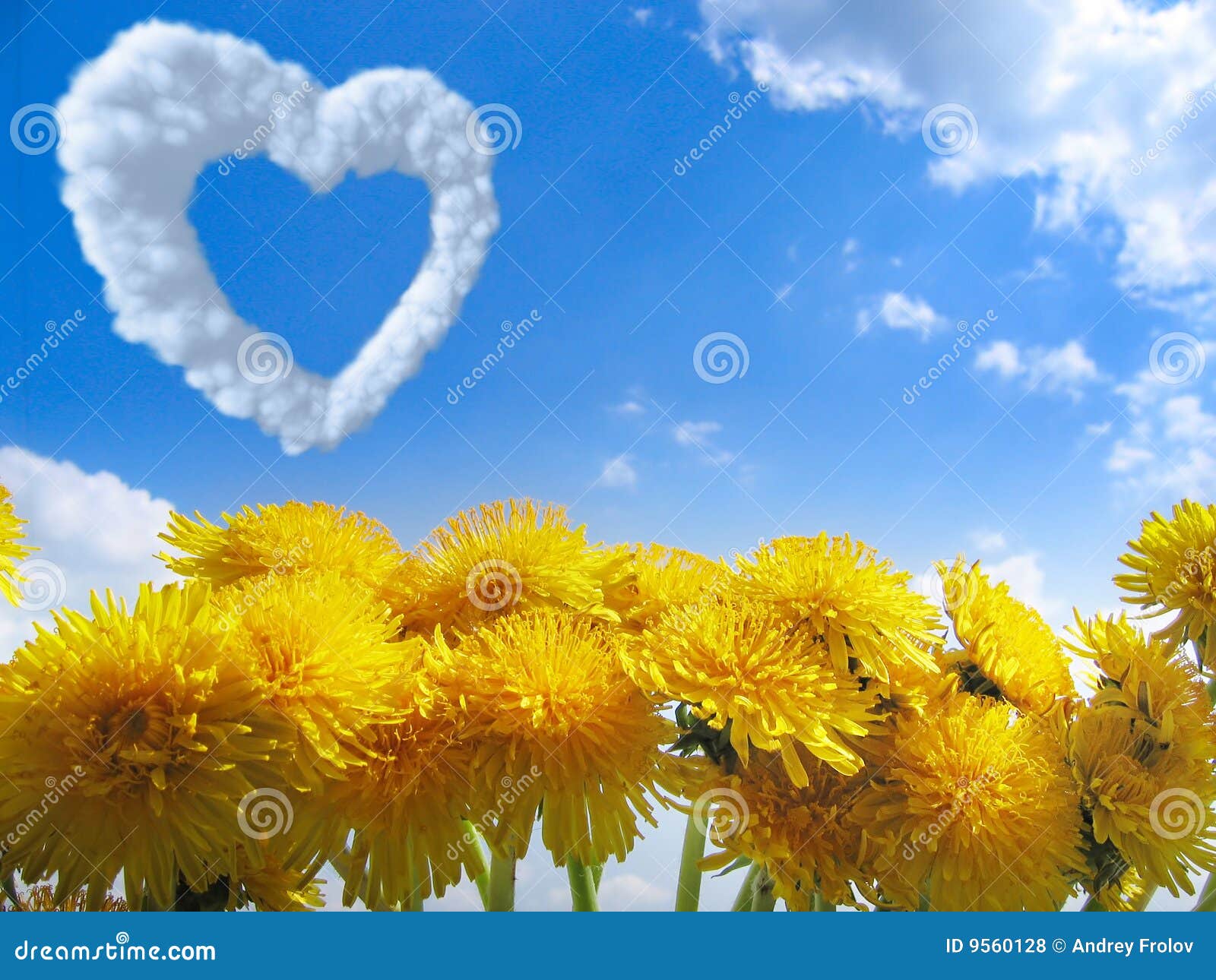 Yellow dandelion and heart stock photo. Image of dreams - 9560128