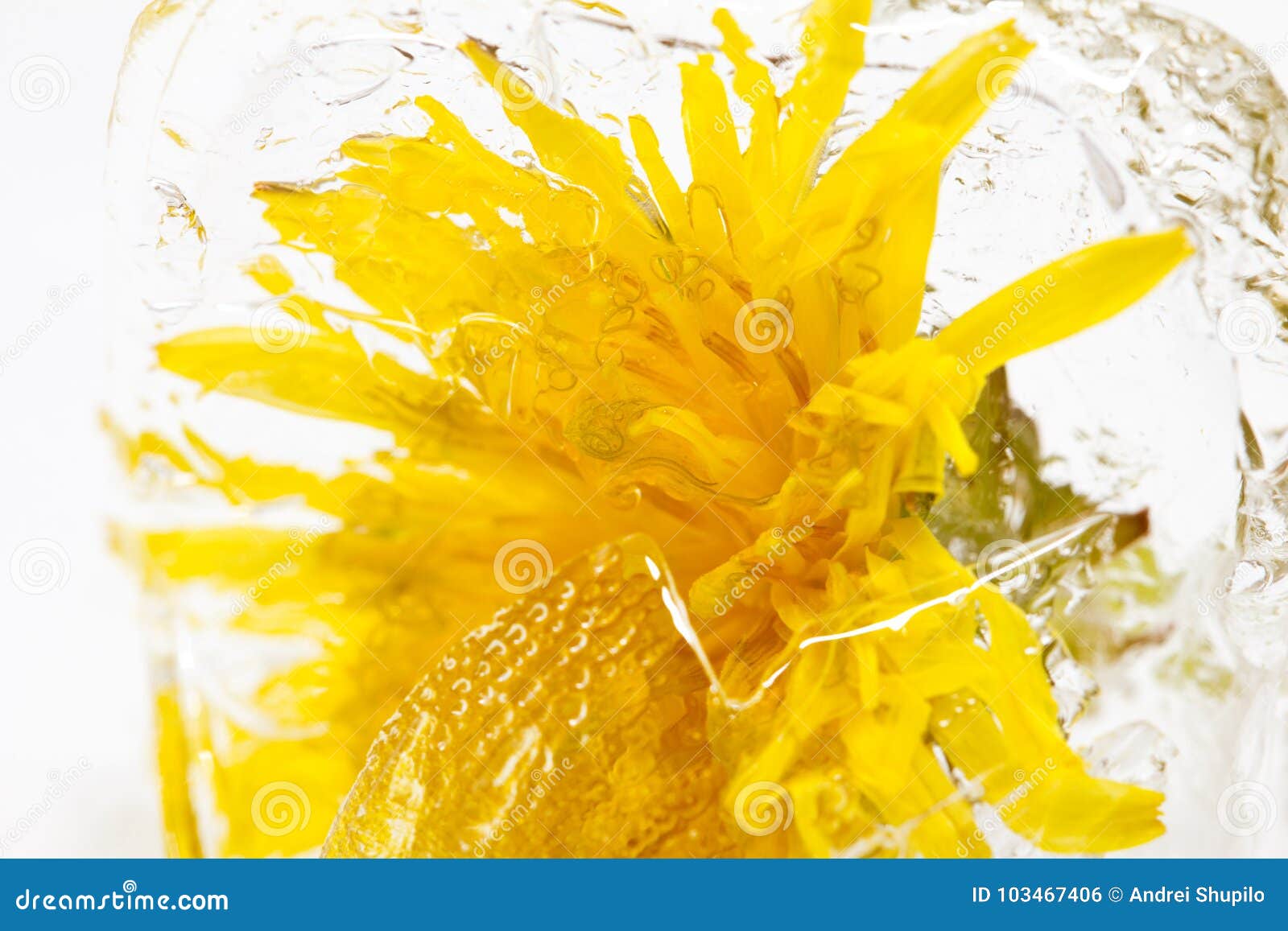 Yellow Dandelion in the Ice Stock Photo - Image of cool, close: 103467406