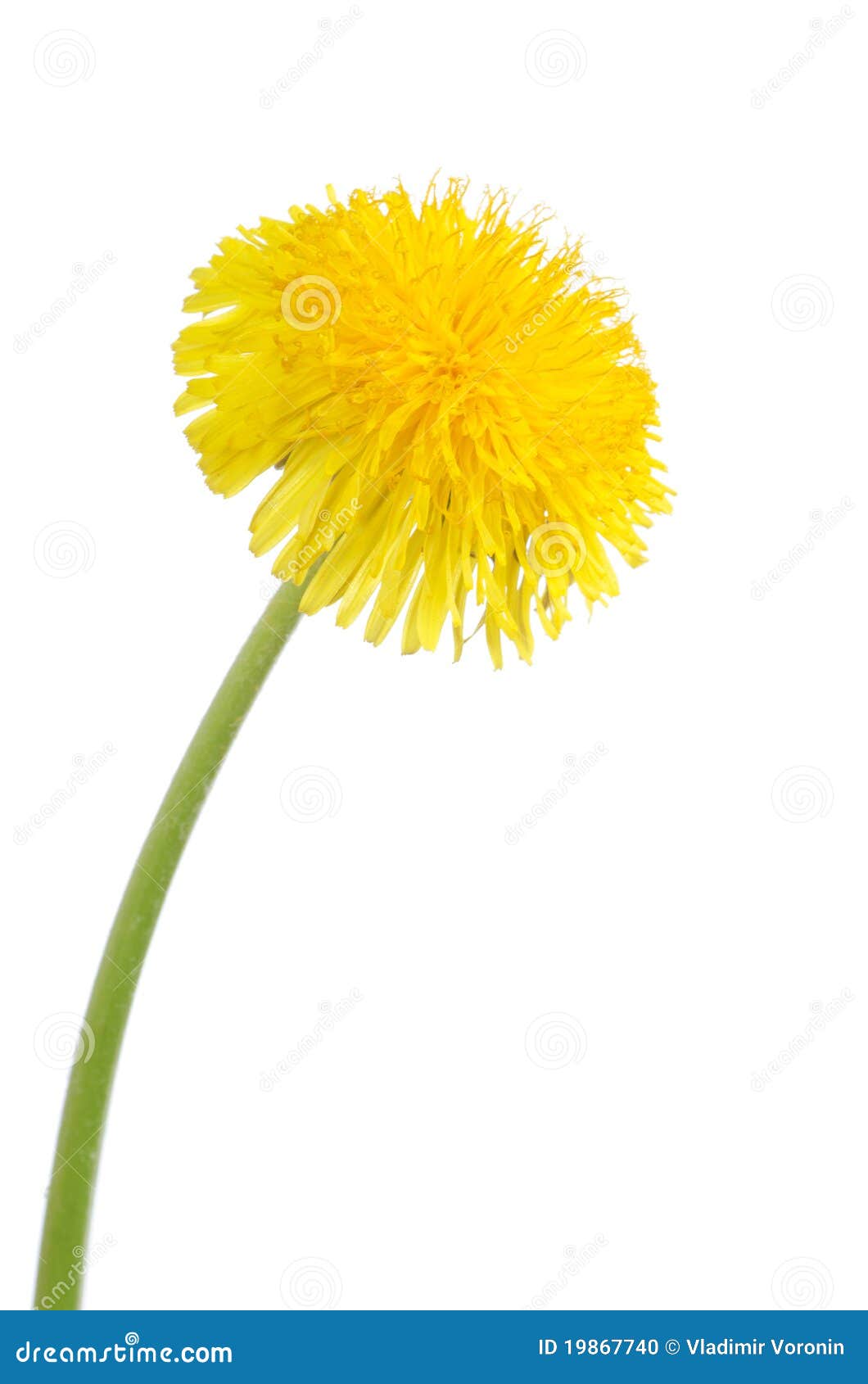 Yellow Dandelion Isolated on a White Stock Photo - Image of rays, close ...