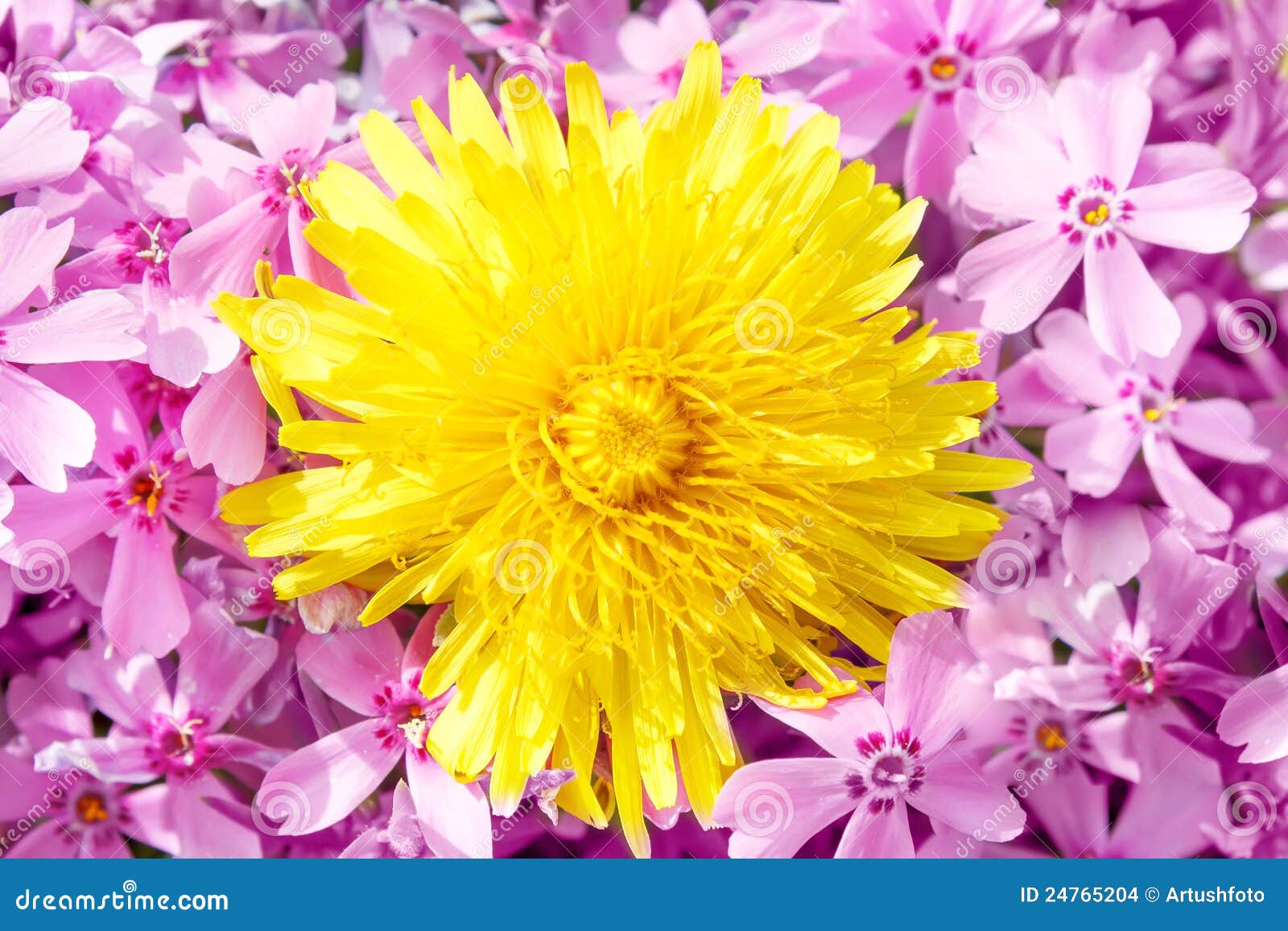 Yellow dandelion on pink stock photo. Image of growth - 24765204