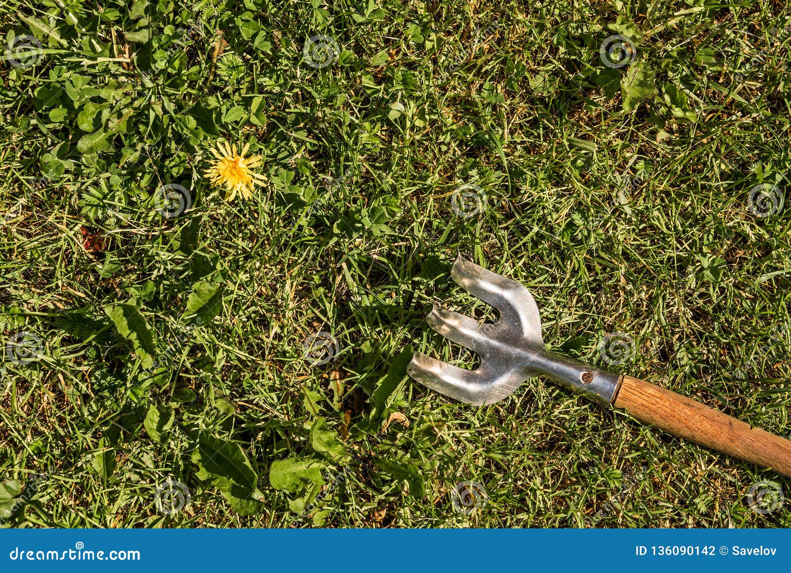 Yellow Dandelion and Rake on Green Lawn Stock Photo - Image of ...