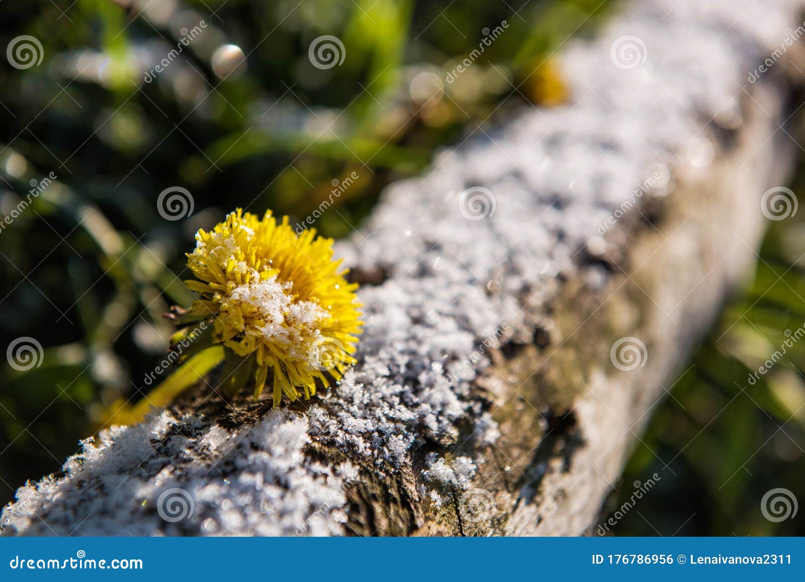 Yellow Dandelion in the Snow. Stock Photo - Image of food, cuddles ...