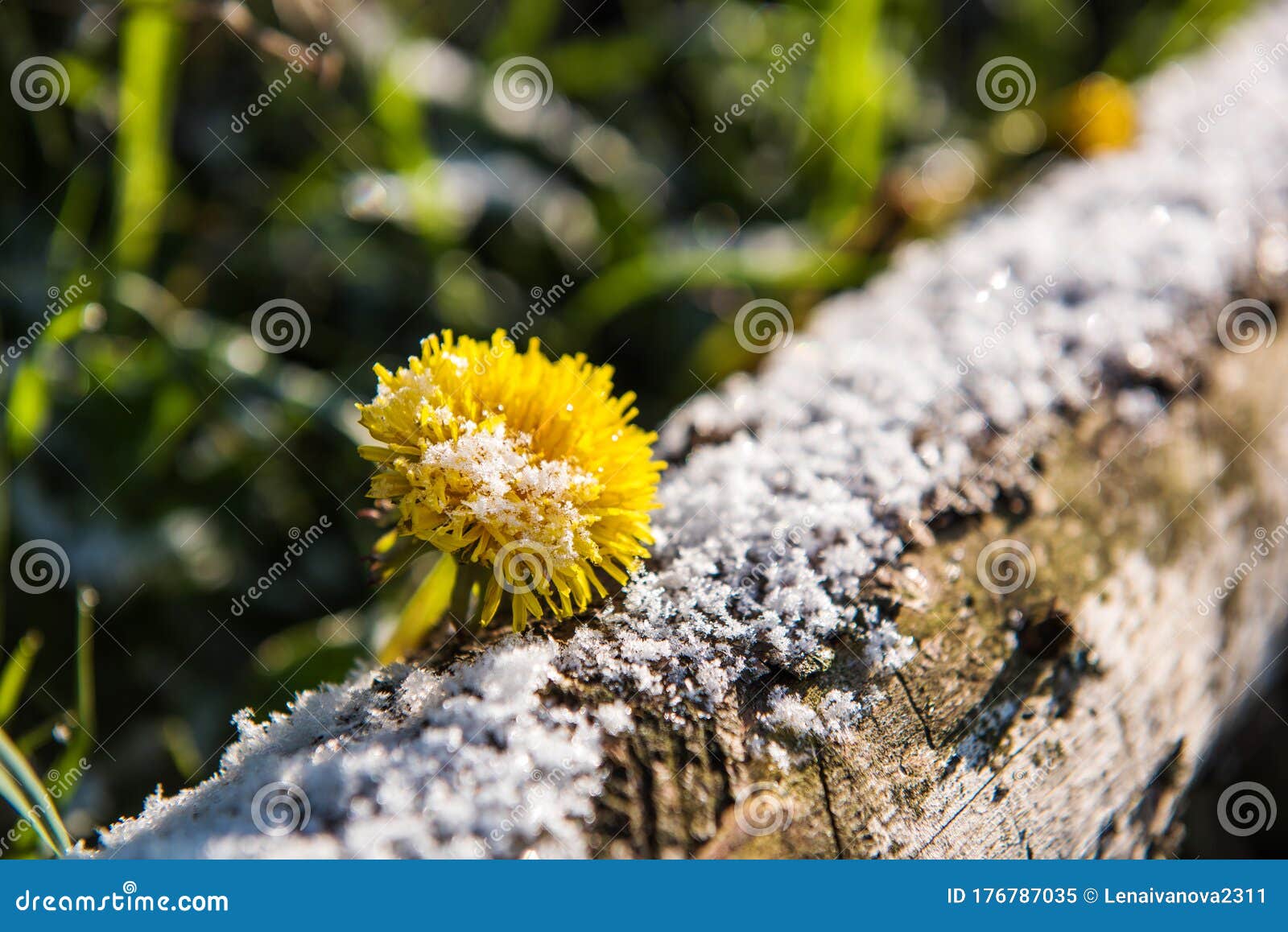 Yellow Dandelion in the Snow. Stock Image - Image of holidays, crocus ...