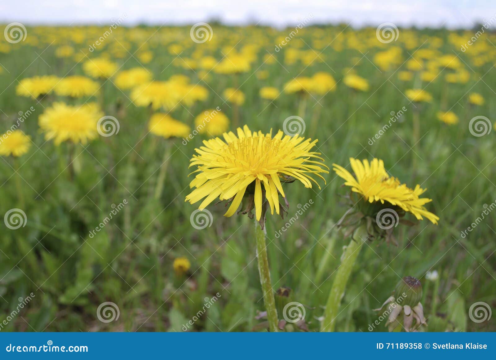Yellow Dandelions are Blooming on the Field. Stock Photo - Image of ...