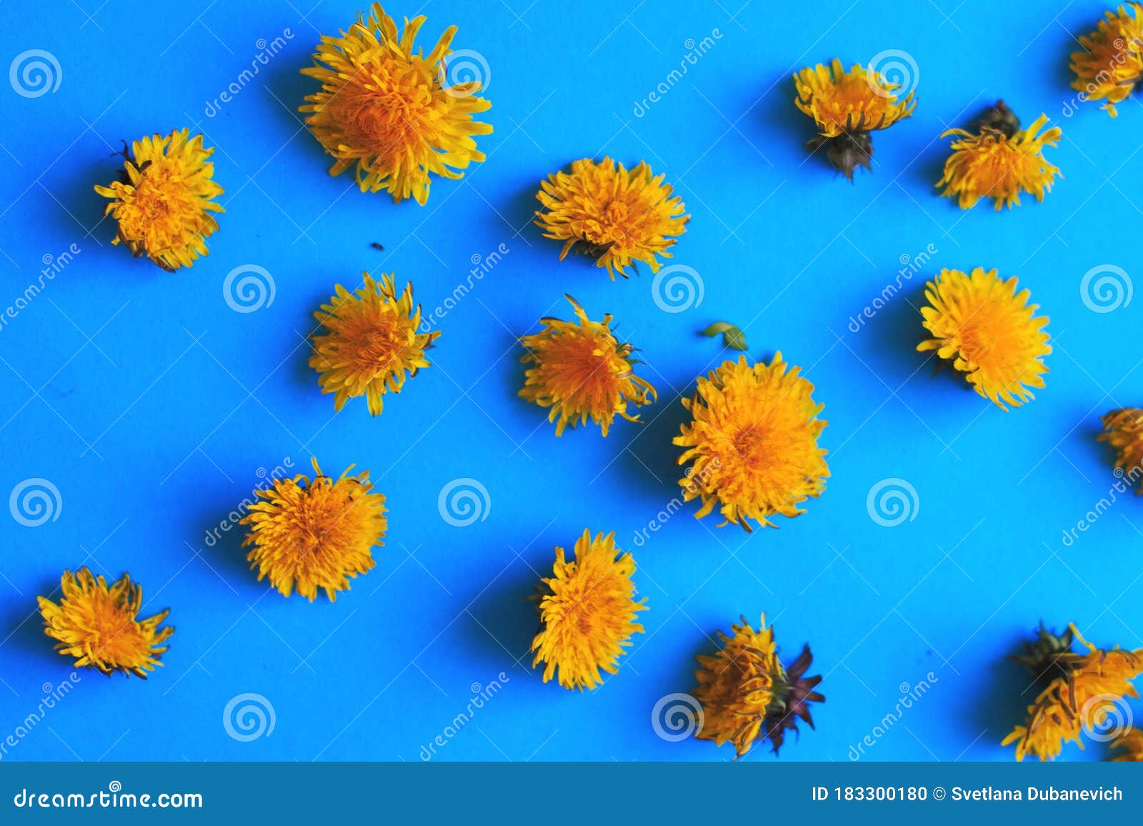 Yellow Dandelions on a Blue Background. Dandelions Seamless Pattern ...
