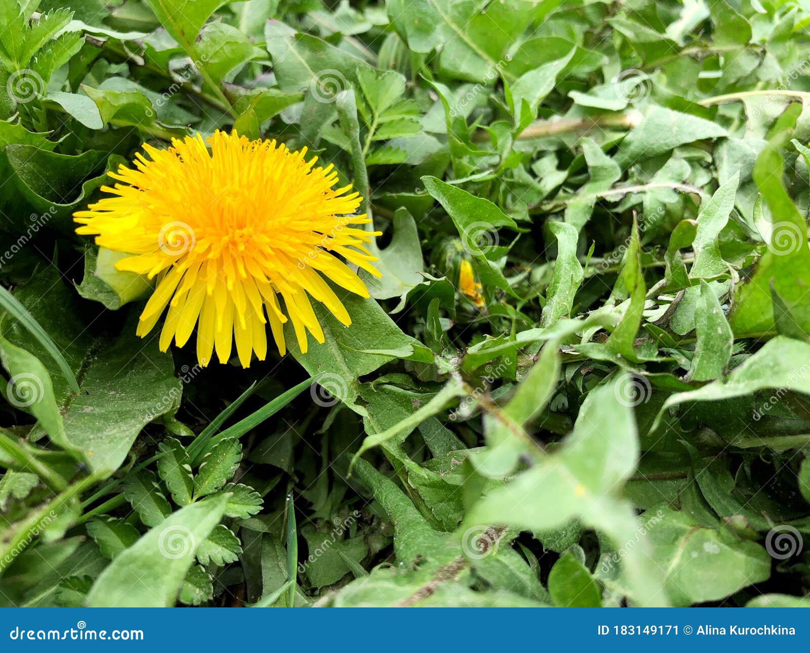 Yellow Dandelions. Bright Flowers Dandelions on Background Green Spring ...
