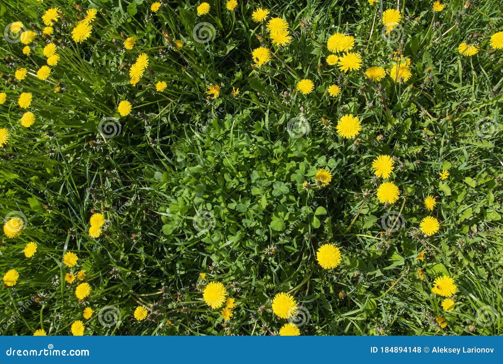 Yellow Dandelions and Clover in a Clearing Stock Photo - Image of ...