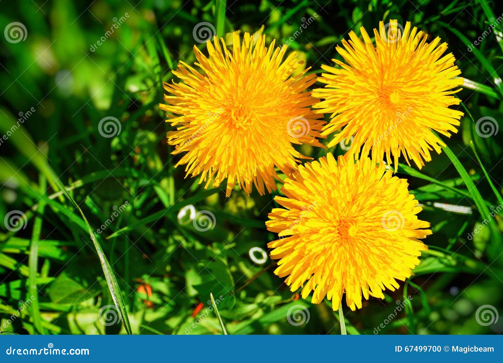 Yellow dandelions stock photo. Image of horizon, scene - 67499700