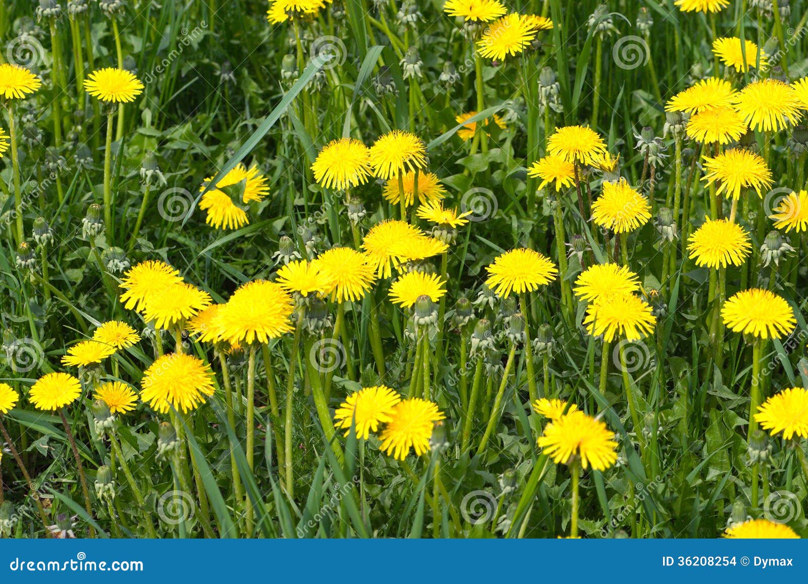 Yellow Dandelions on Field in Summer Closeup Stock Photo - Image of ...