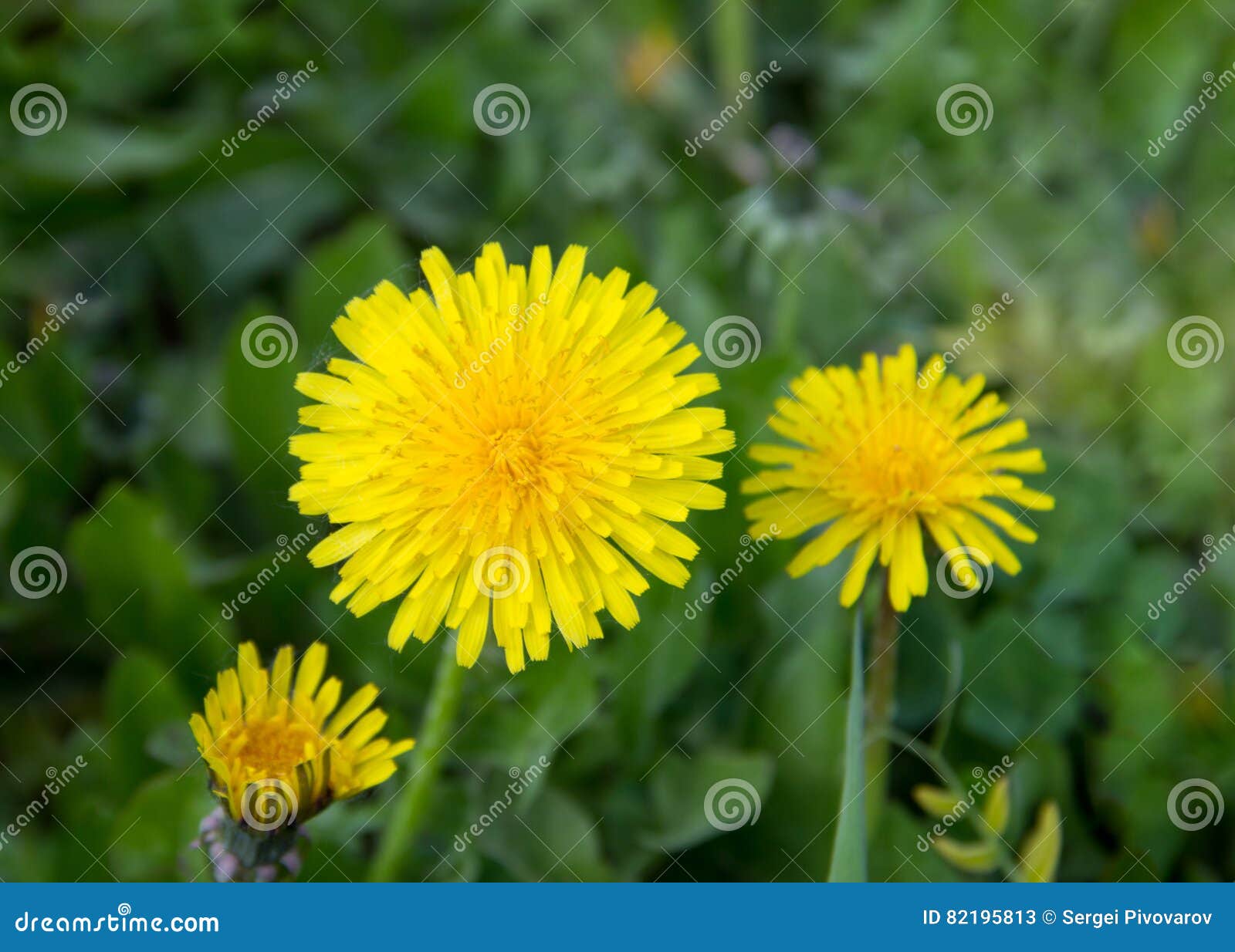 Yellow dandelions on field stock image. Image of naturally - 82195813 Yellow dandelions on field stock image. Image of naturally - 82195813