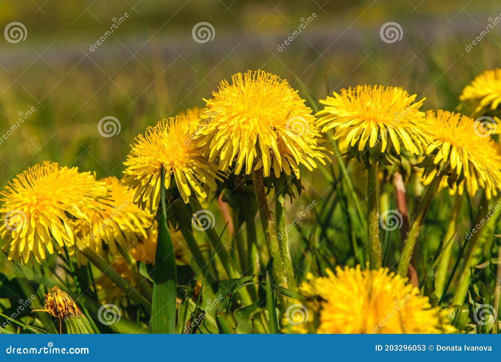 Yellow Dandelions. Gold Flowers Dandelions on the Meadows. Stock Image ...
