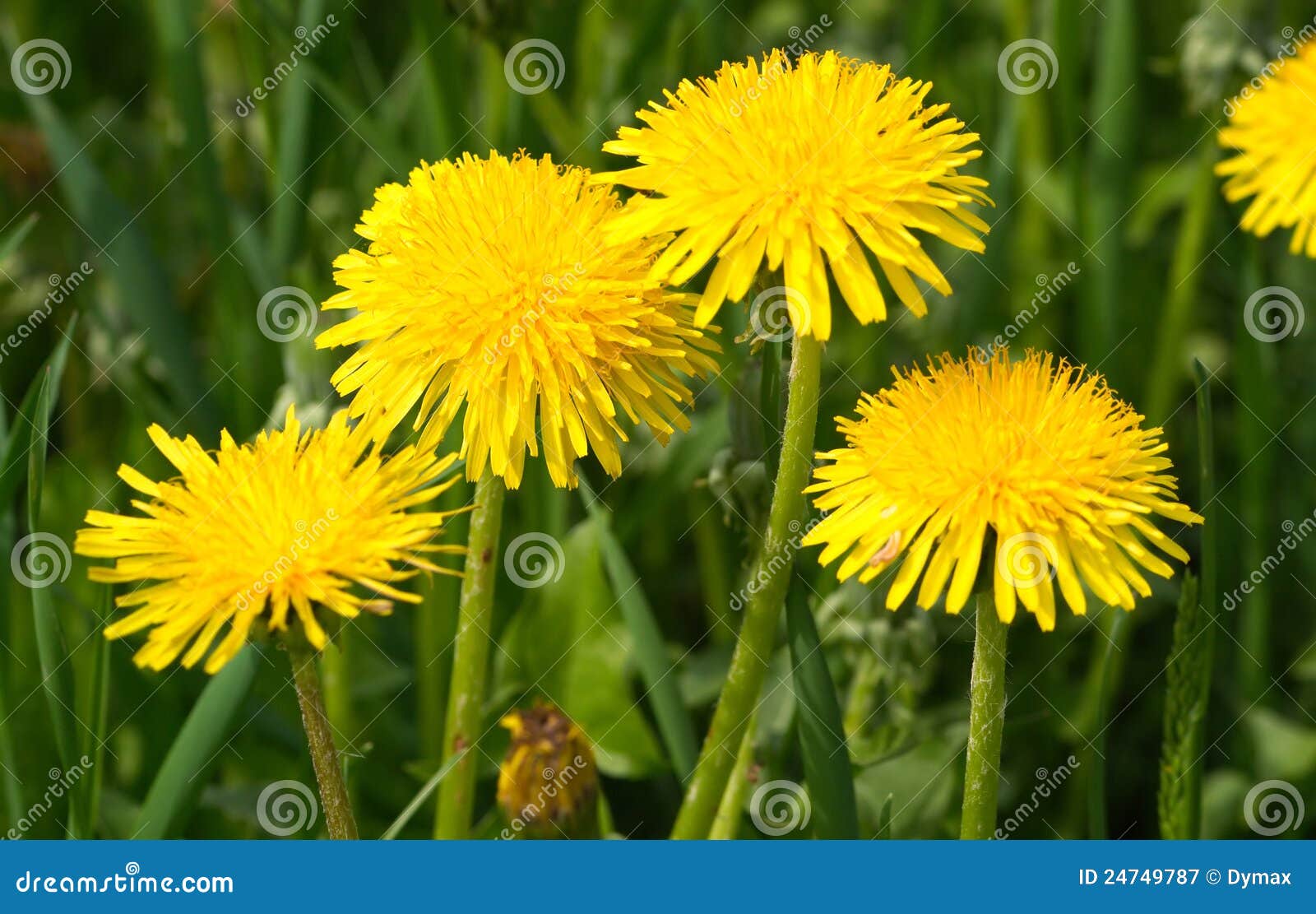 Yellow Dandelions in Green Grass Closeup Stock Image - Image of petals ...