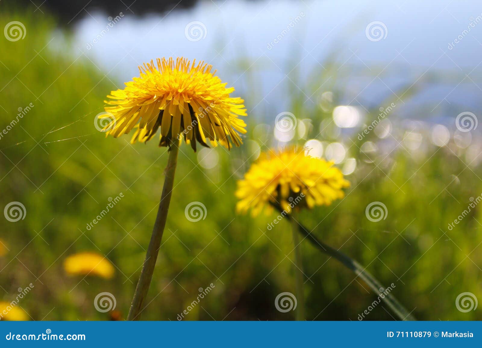 Yellow dandelions stock image. Image of summer, river - 71110879