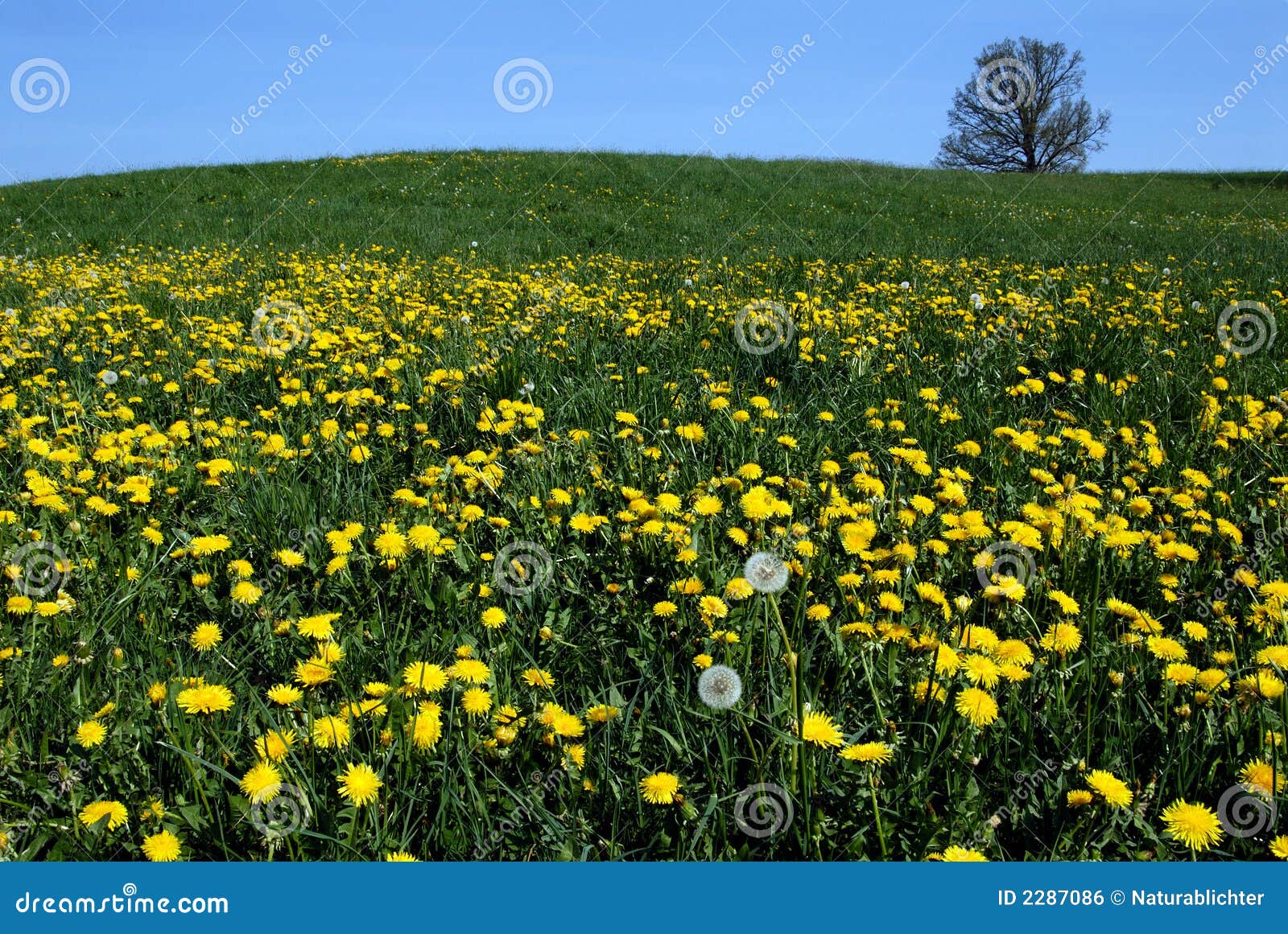 Yellow Dandelions in Spring Stock Photo - Image of peaceful, dandelions ...