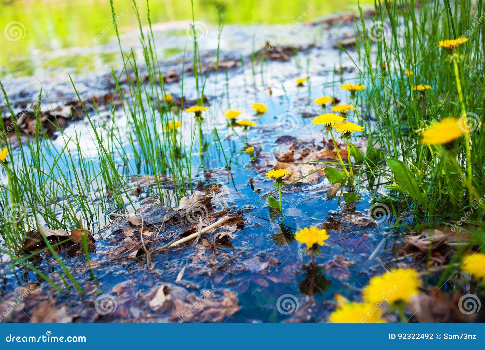 Yellow dandelions in water stock photo. Image of nature - 92322492