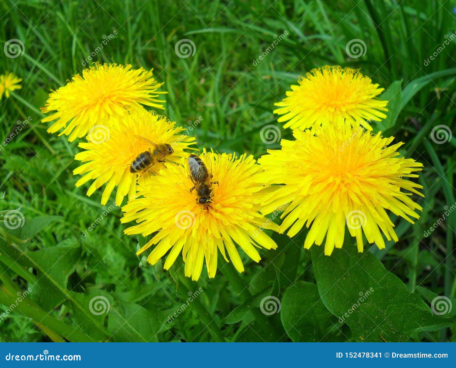Yellow dandelions stock image. Image of grass, nature - 152478341